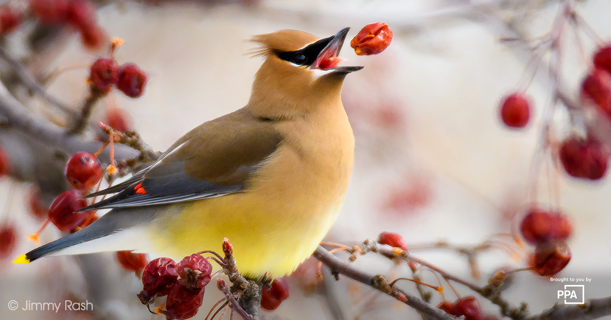 Merit Image Review: The Way to Earn Your PPA Degree in 2025 ...