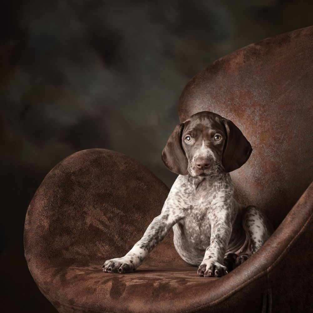 Pet Photography 101: Understanding Animal Behavior | Professional ...