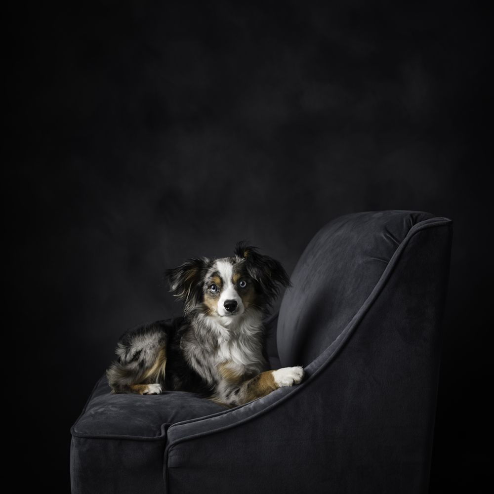 Choosing Pet Photography Props | Professional Photographers of America