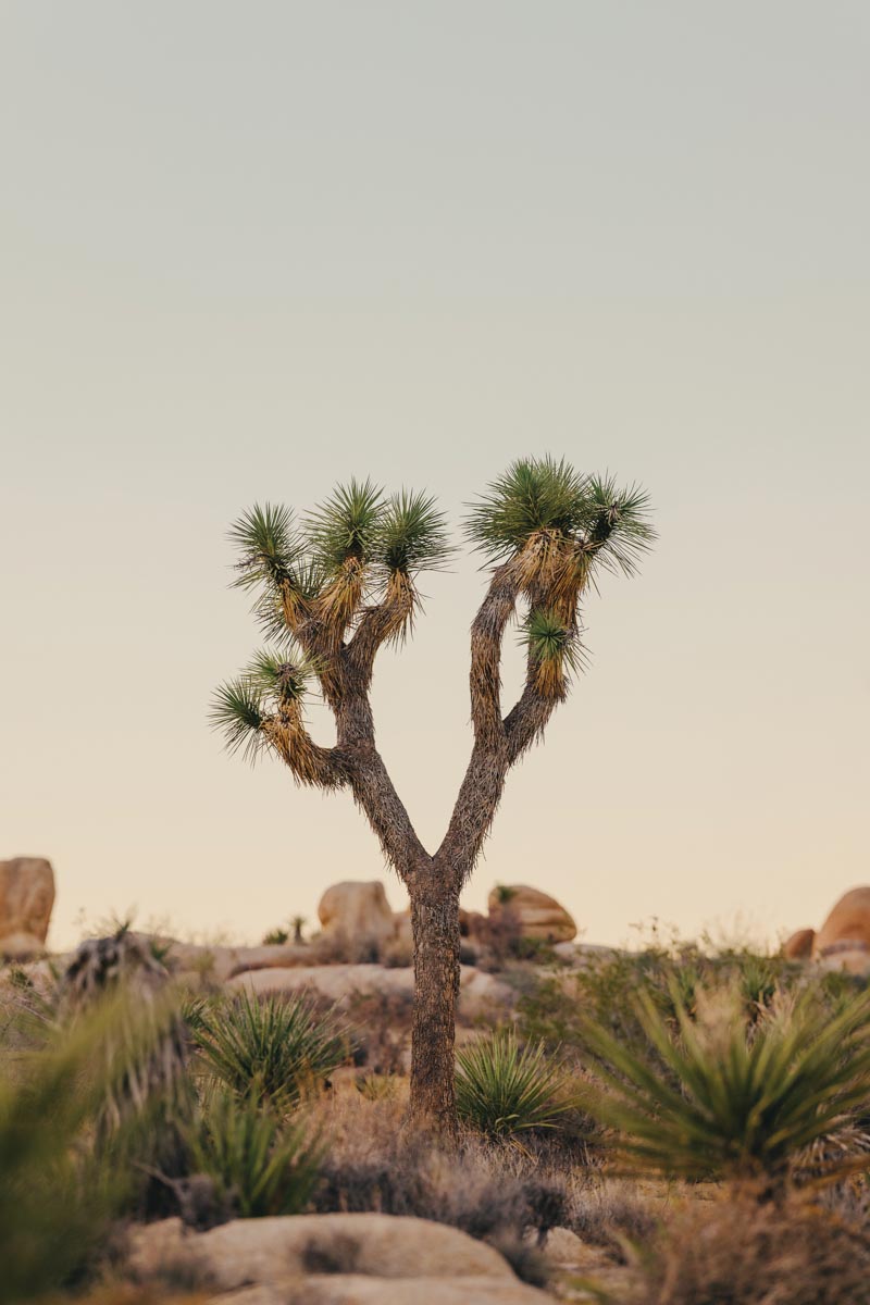 The First of Its Kind: Sigma 135mm F1.4 | Professional Photographers of ...